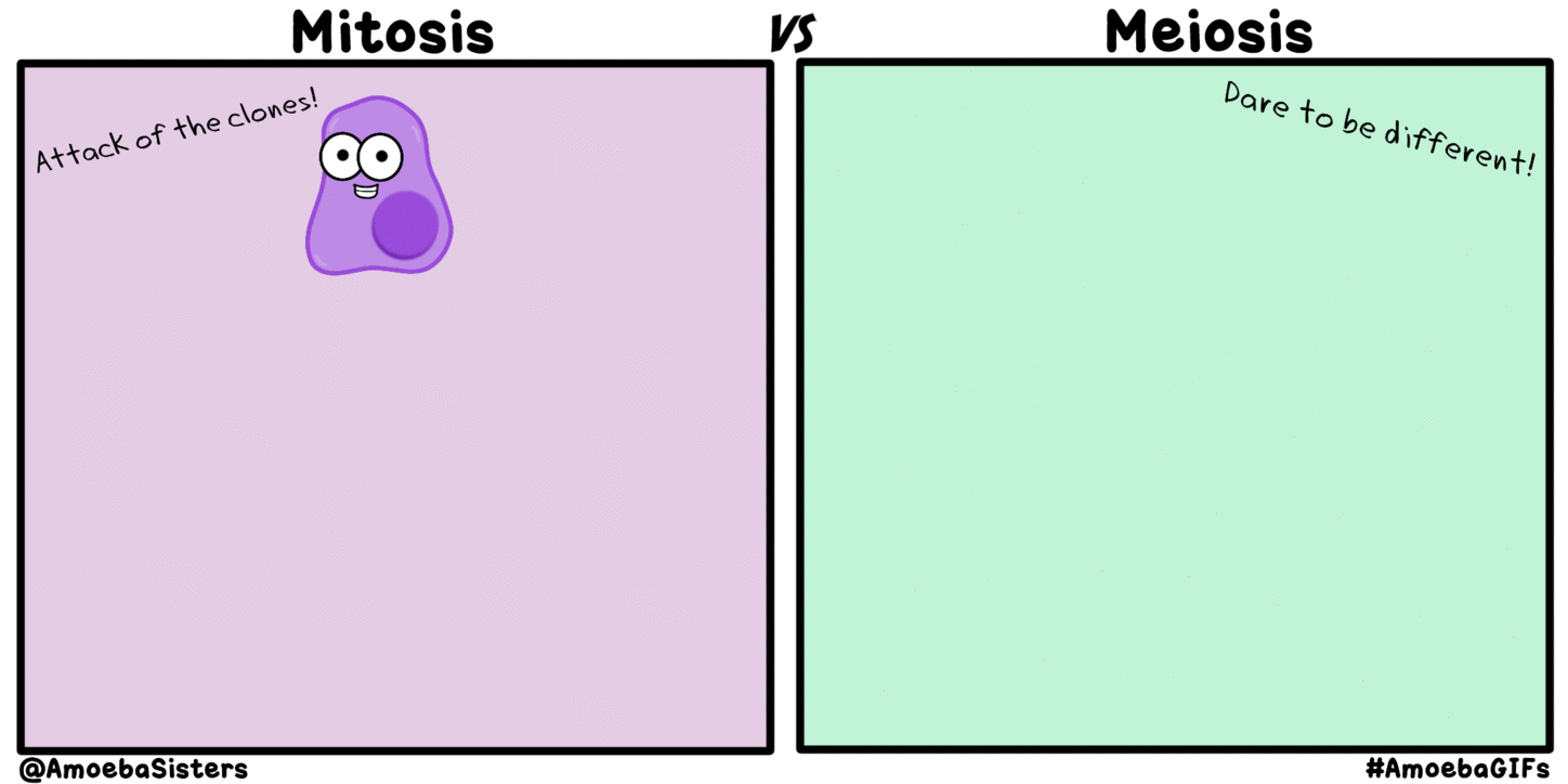 Meiosis Comic Strip
