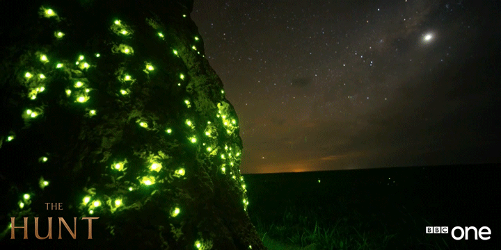 The bioluminescent glow of Headlight Beetle larvae. How amazing is our ...