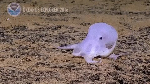 Cute Baby Octopus Gif