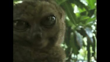 Dramatic Tarsier Gif