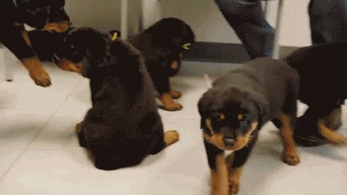 Cute Rottweiler Gif
