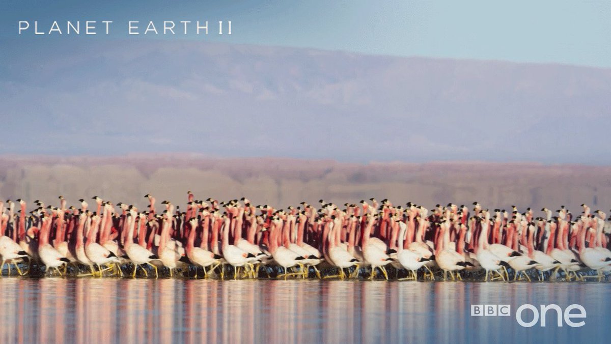 Welcoming the Flamingo Parade. PlanetEarth2 | BBC One | Scoopnest