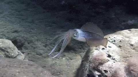 Cuttlefish Color Change Gif