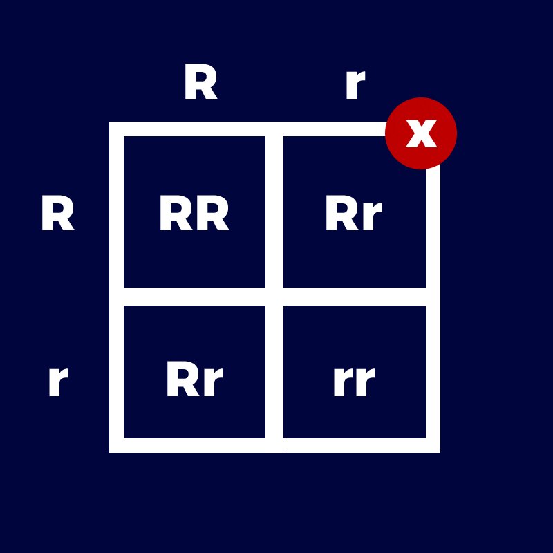 Blank Punnett Square