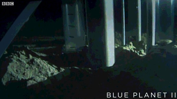 At 8km down, the ethereal snail-fish is the deepest living fish EVER ...