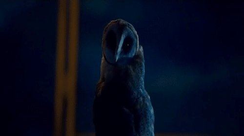 Fourth Kind Owl Gif