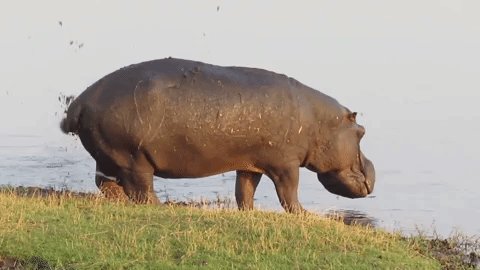 Hippo Poop