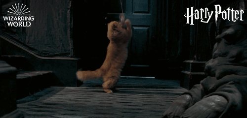 Crookshanks Gif