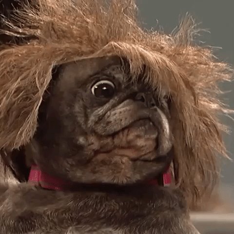 Pugs In Wigs