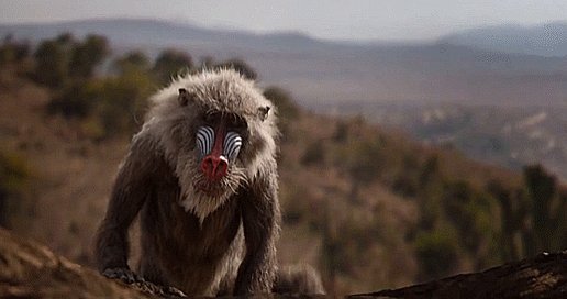 Rafiki Simba Forehead