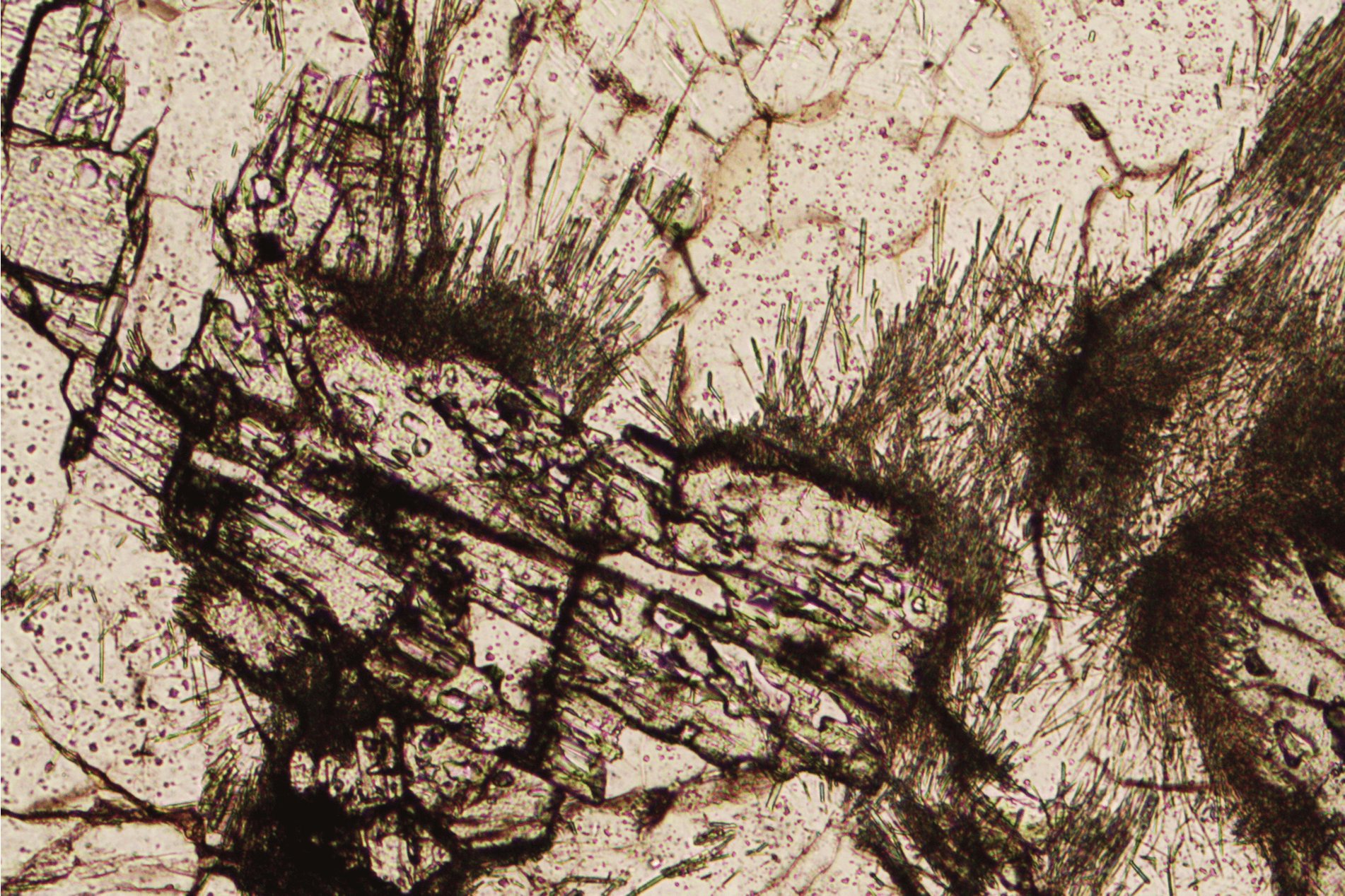 Sillimanite Thin Section Xpl