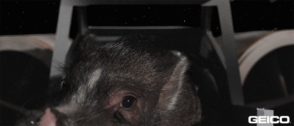 Geico Pig Gif