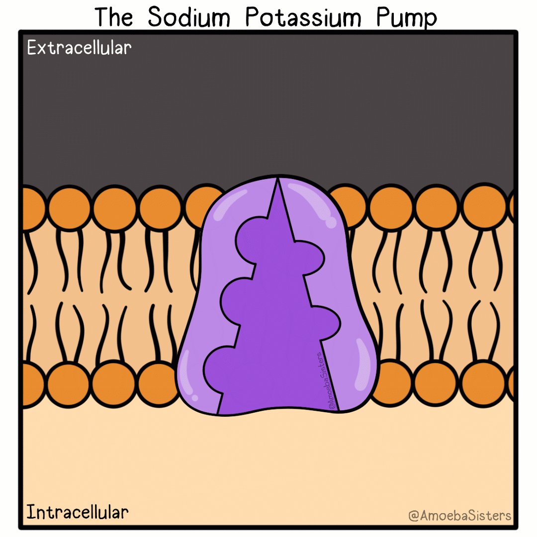 Sodium Potassium Pump Diagram