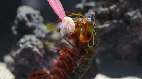 Mantis Shrimp Breaking Glass