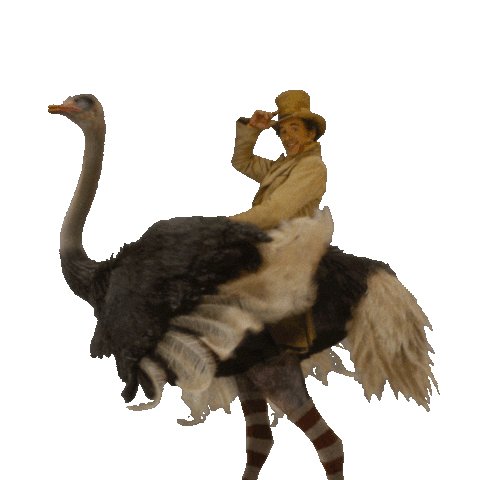Ostrich Riding Gif