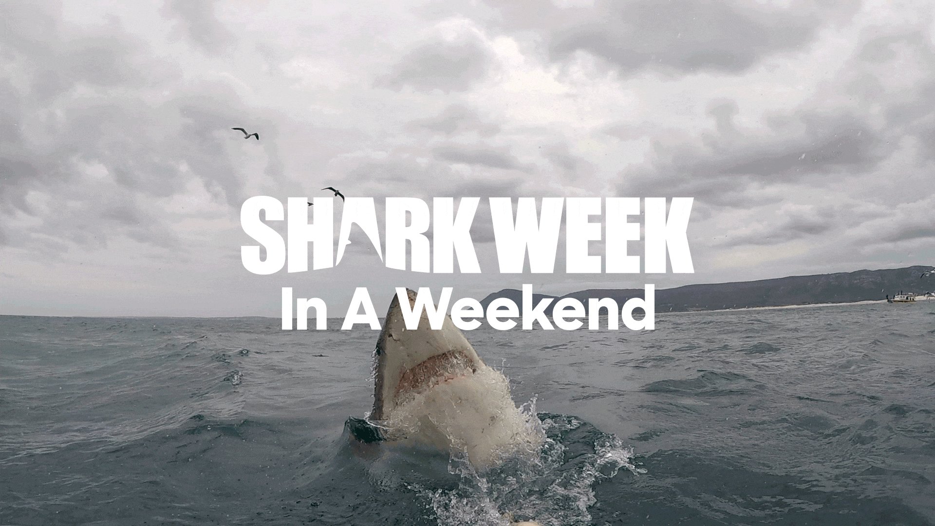 Shark Week Period Meme