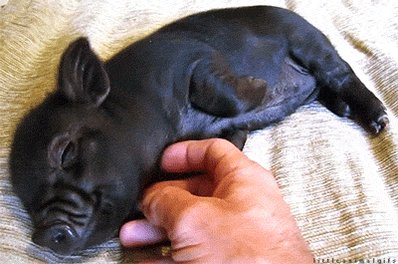 Black Baby Pigs