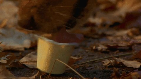 Can Dogs Eat Pudding Like Air Bud