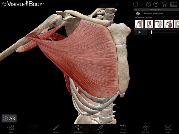 Shoulder Adduction Muscles