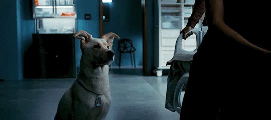 I Am Legend Dog Gif