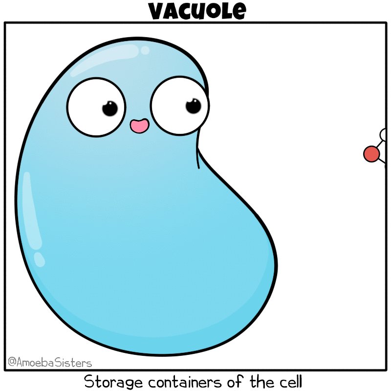 Vacuole Clipart