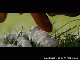 Why Was Dog Poop White In The 70s