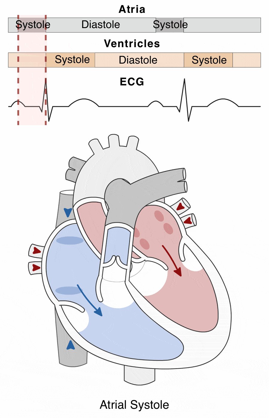 Ventricular Systole Ecg