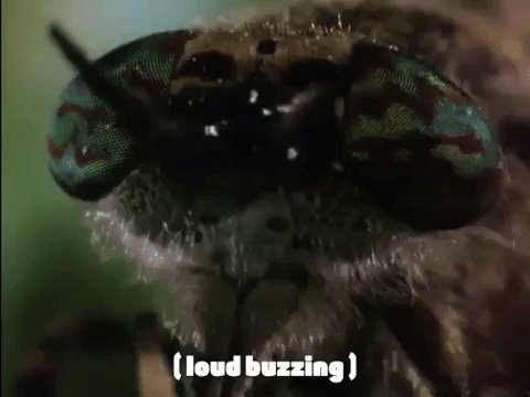 Spongebob Wormy Butterfly Face