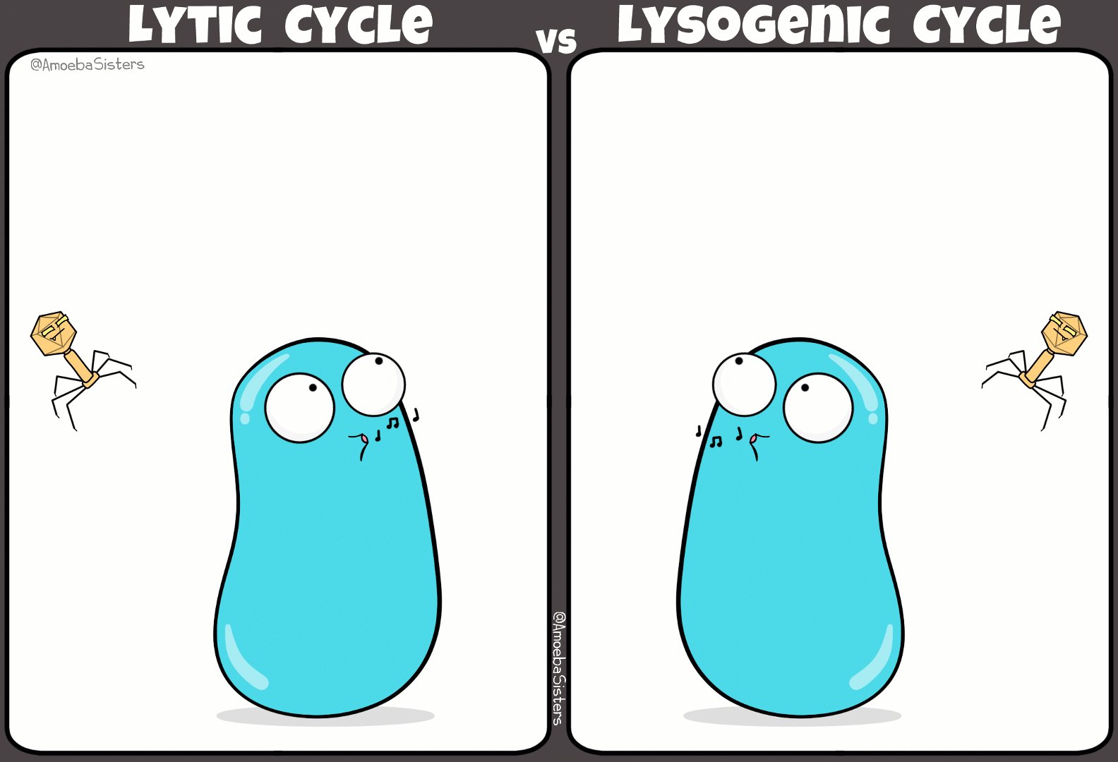 Lytic Cycle Animation