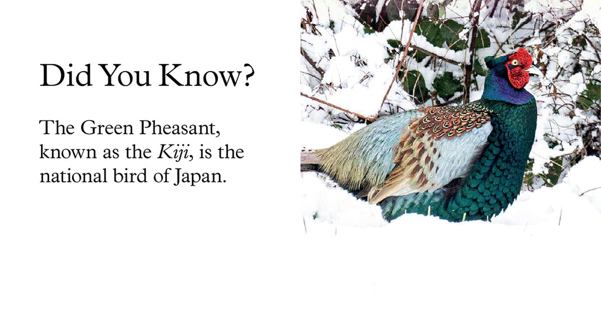 Japanese National Bird