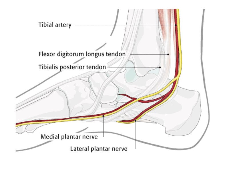 Calcaneal Nerve
