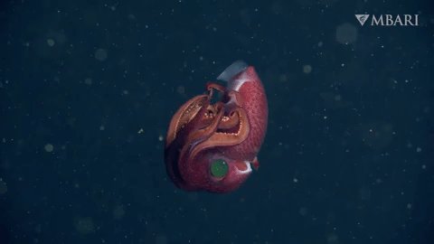 MBARI on Twitter: "The stunning ultra high-definition resolution 4K video from the ROV Doc ...