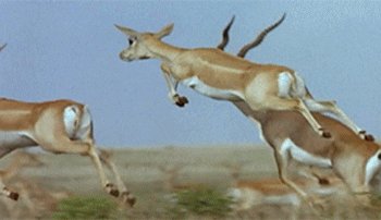 Gazelle Gif