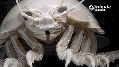 Isopod The Bay
