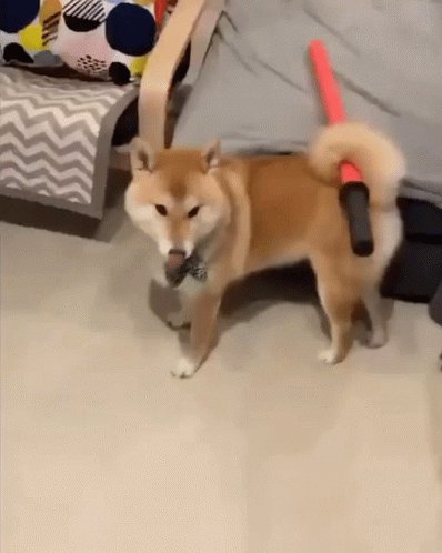 Shibe Gif