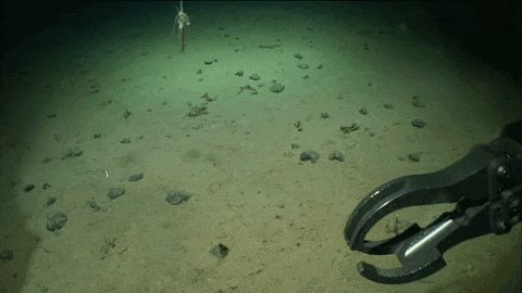 These spectacular deep-sea creatures live in a potential mining hot ...