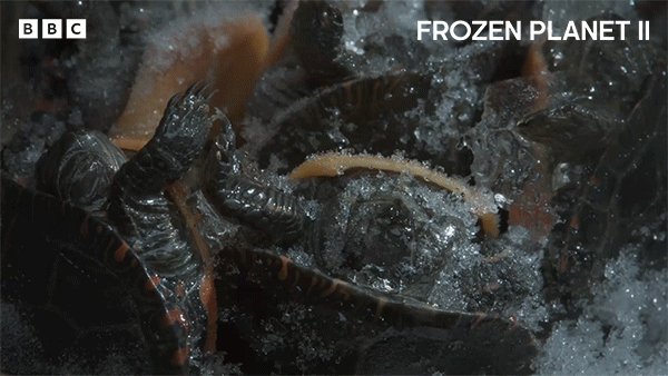 BBC Earth on Twitter: "Mariah Carey defrosting for Christmas 🎄 Meet the ...