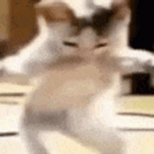 Funny Dancing Cat Gifs