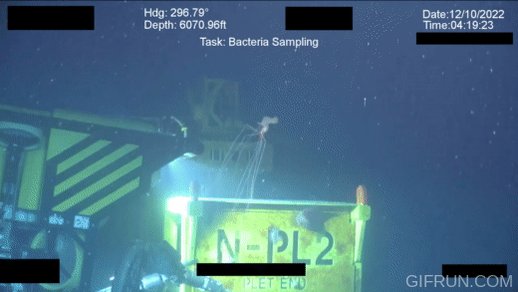 Magnapinna Archive on Twitter: "New magnapinna squid sighting! A rather small bigfin squid ...