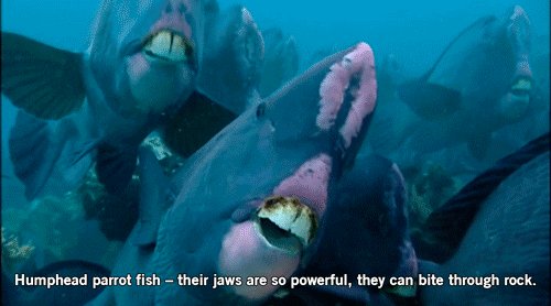 Humphead Parrotfish Bite