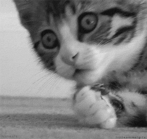 Crying Cat Gif Tumblr