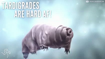 Sahara Stevens ️🇺🇸 on Twitter: "My spirit animal is the Tardigrade. What’s your spirit animal?"