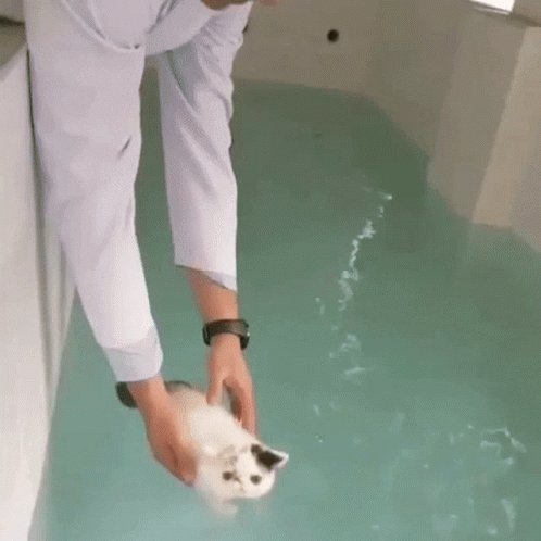 mimi 💕🐻‍ ️🍓 on Twitter: "RT @gifkitties: https://tenor.com/view/cat-bath-gif-18962539…"