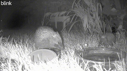 Hog Heroes - Nottingham City Council - The British Hedgehog ...