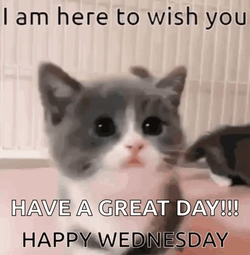 Happy Wednesday Cat